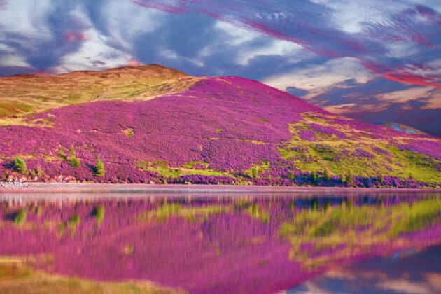 Heather in Scotland - 5 BEST spots to find Scotland's Legendary Flower ...
