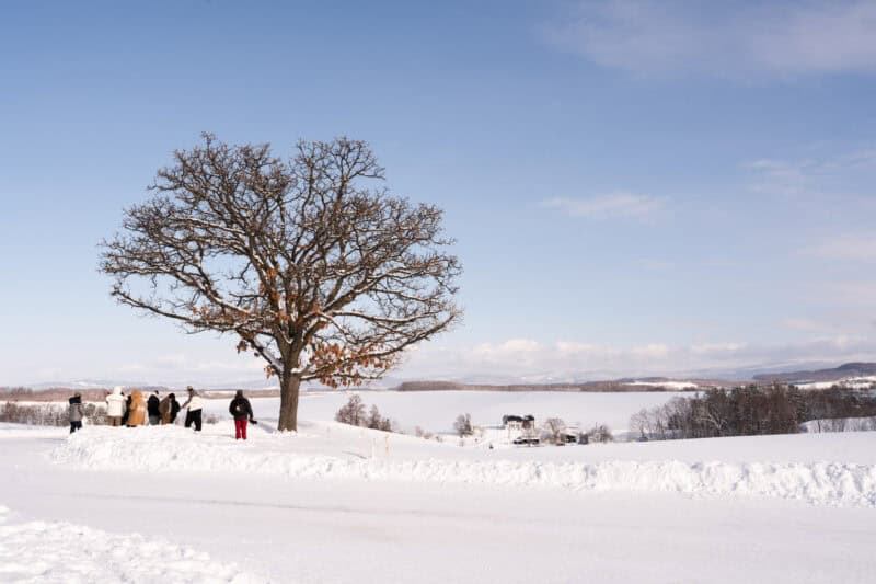 Visiting Patchwork Road and The Christmas Tree in Biei (Winter ...